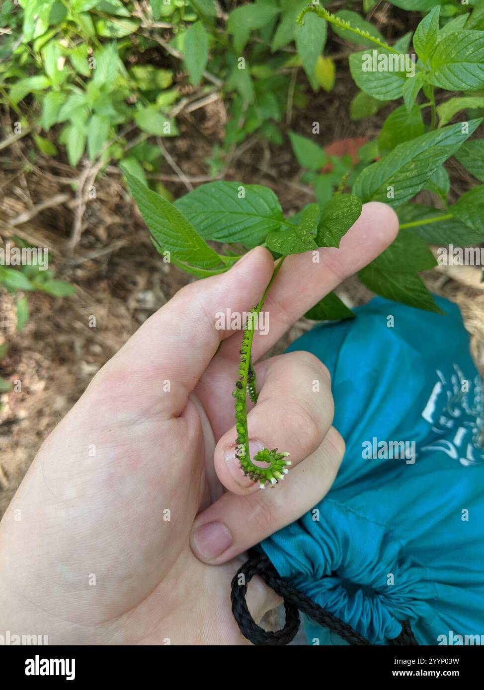 Scorpion's-tail (Heliotropium angiospermum Stock Photo - Alamy