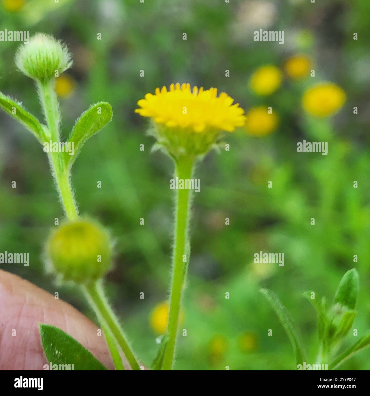 Spanish False Fleabane (Pulicaria paludosa Stock Photo - Alamy