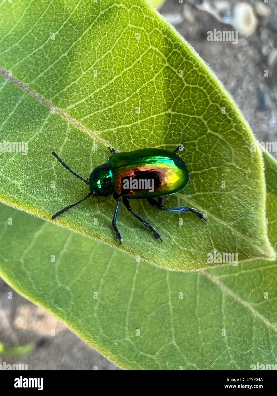 Dogbane Leaf Beetle (Chrysochus auratus Stock Photo - Alamy