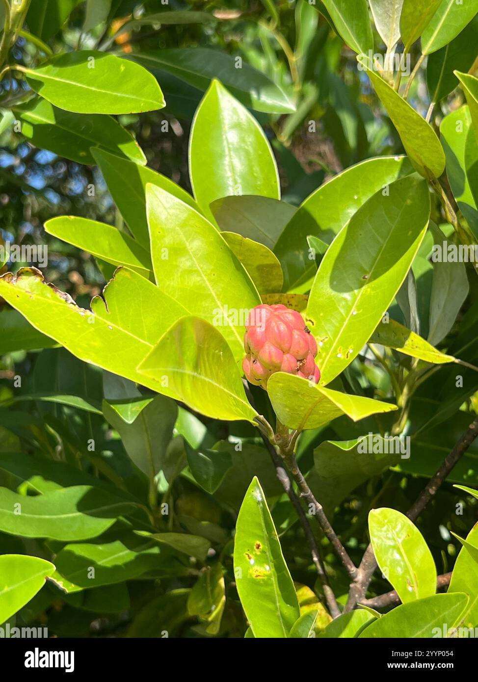 Southern Sweet Bay (Magnolia virginiana australis Stock Photo - Alamy