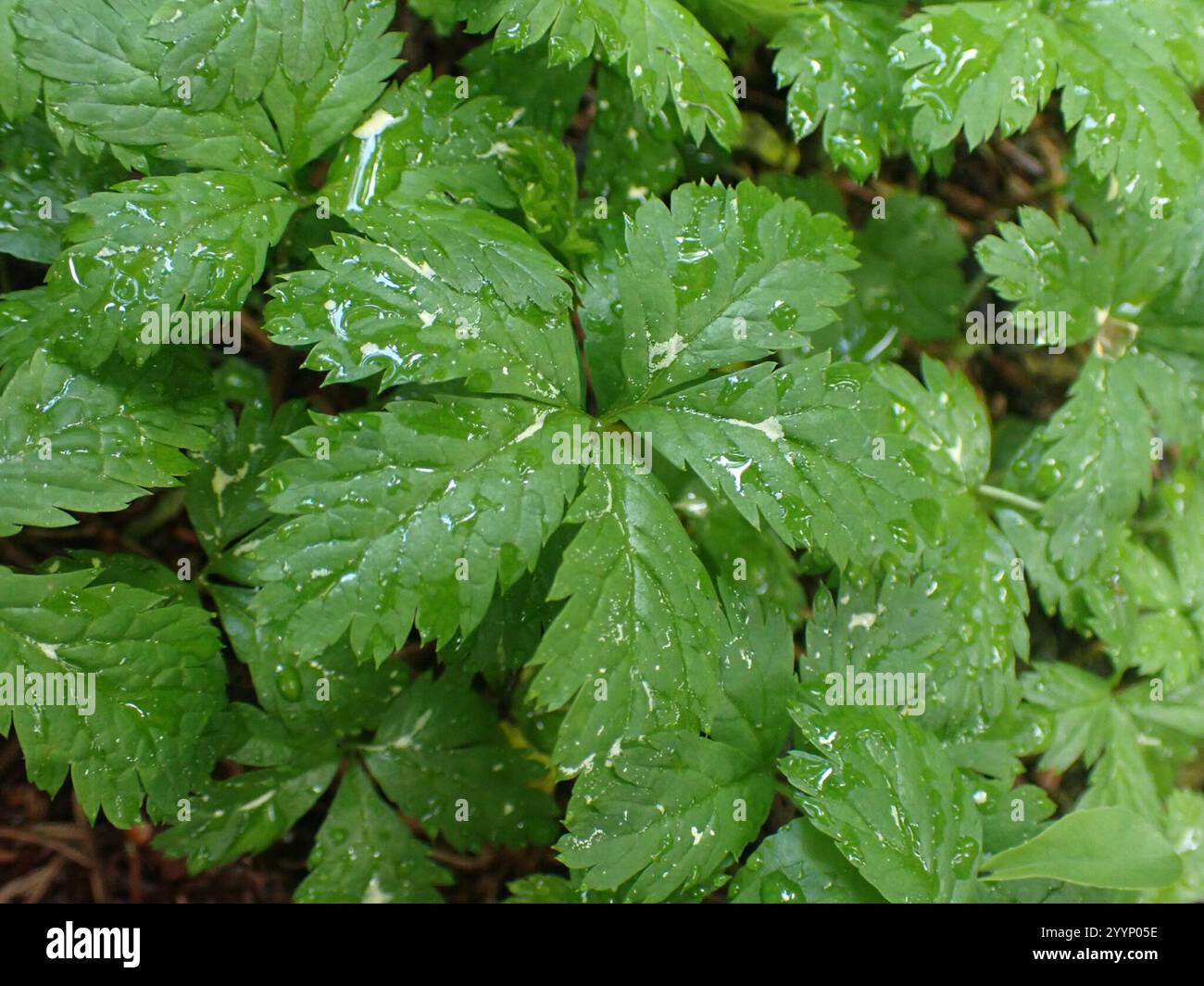 Five-leaf Dwarf Bramble (Rubus pedatus Stock Photo - Alamy