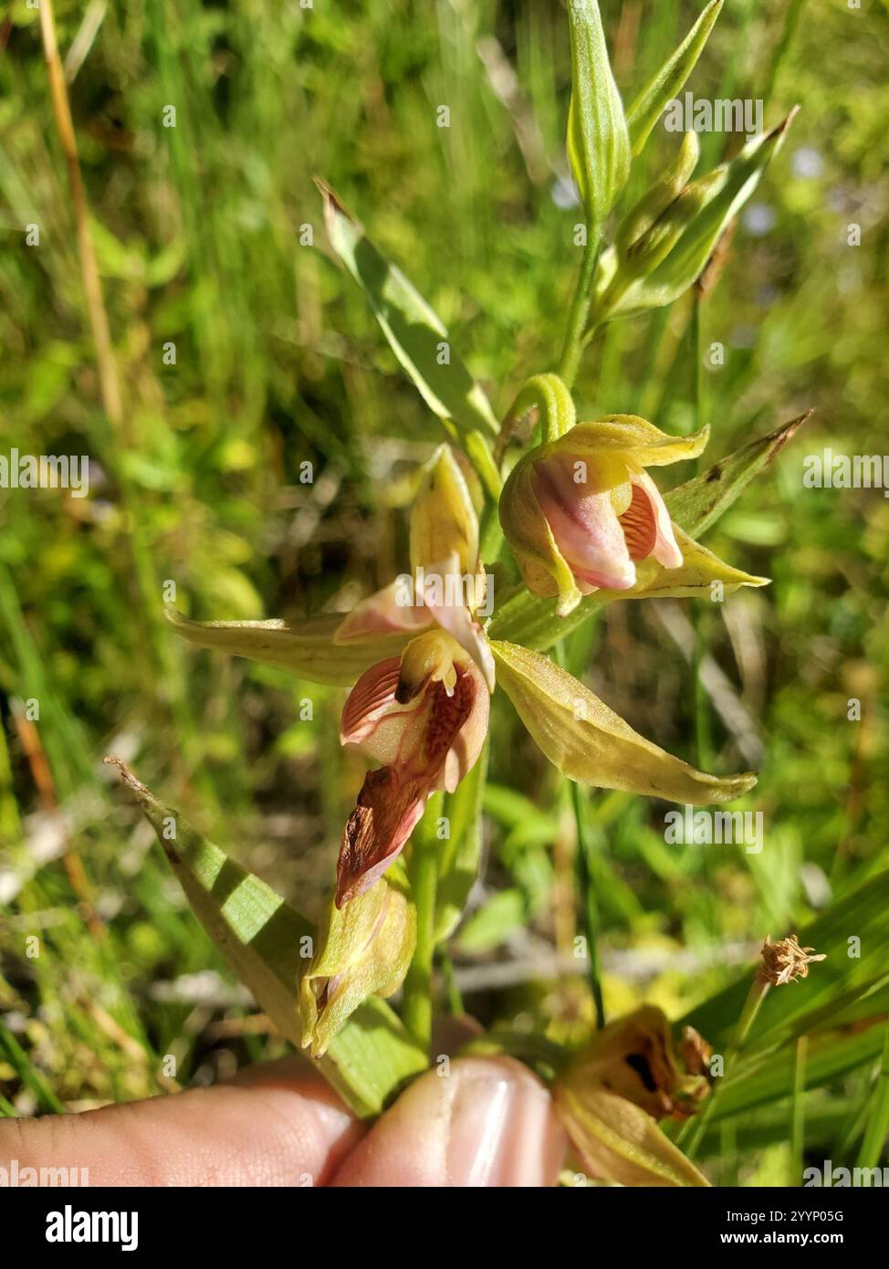 Epipactis gigantea hi-res stock photography and images - Alamy