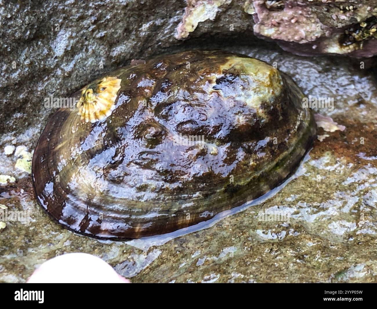 Owl Limpet (Lottia gigantea Stock Photo - Alamy