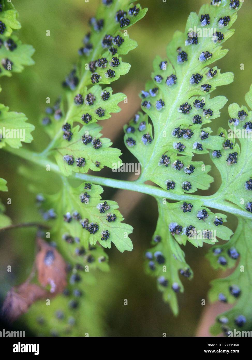 brittle bladderfern (Cystopteris fragilis Stock Photo - Alamy
