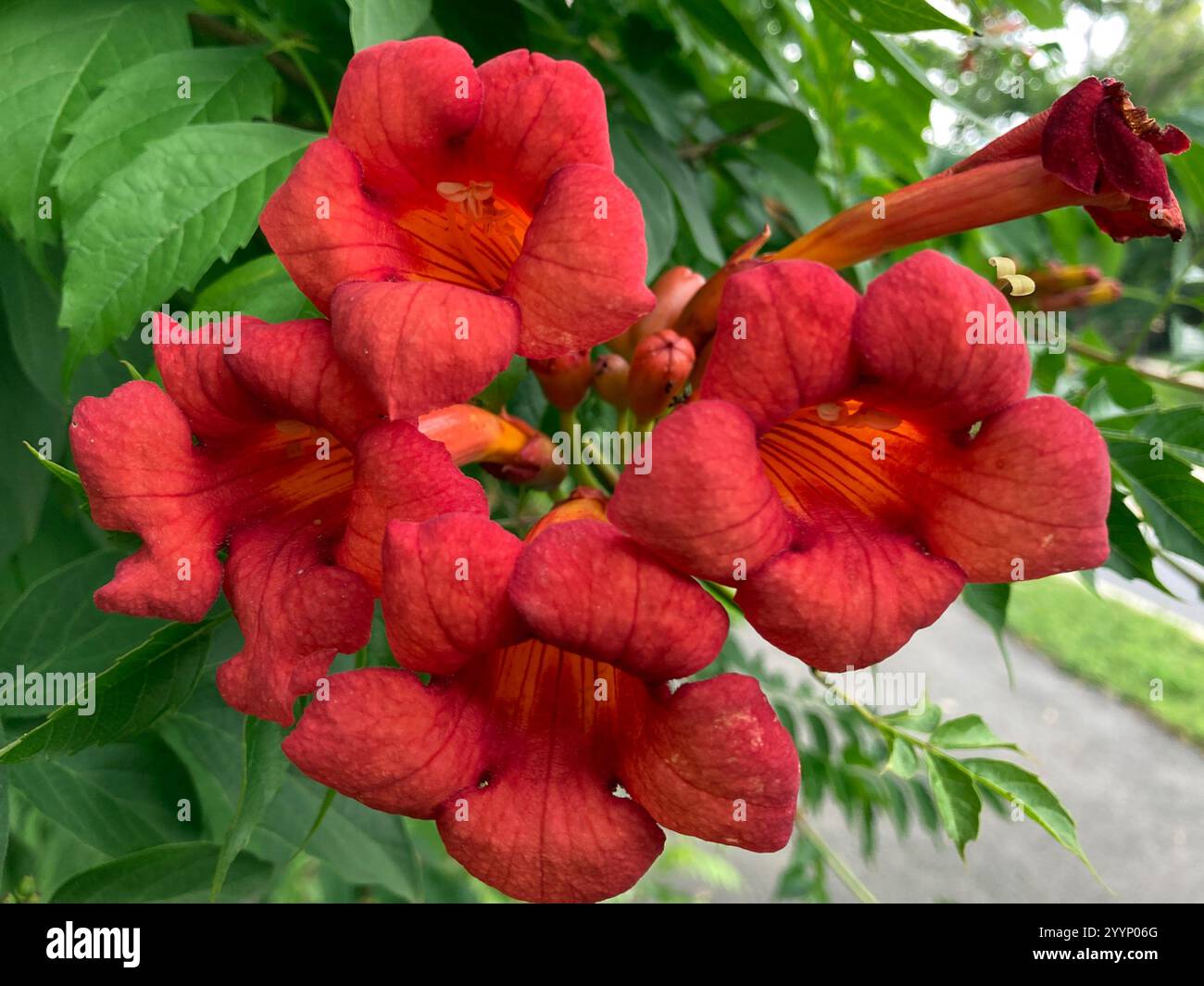 American trumpet vine (Campsis radicans Stock Photo - Alamy