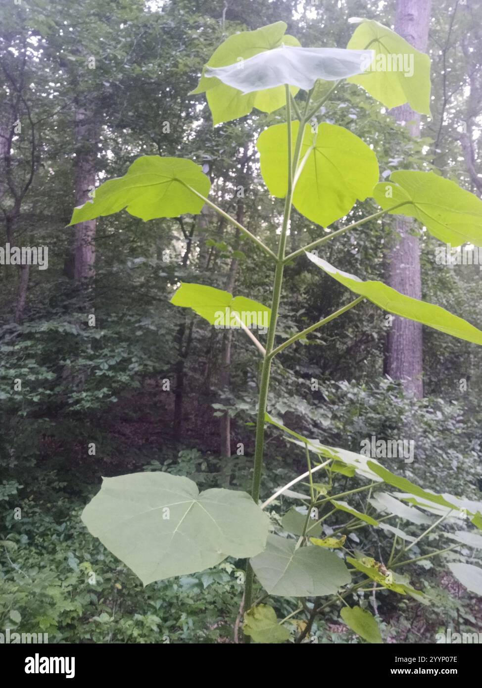 princess tree (Paulownia tomentosa Stock Photo - Alamy