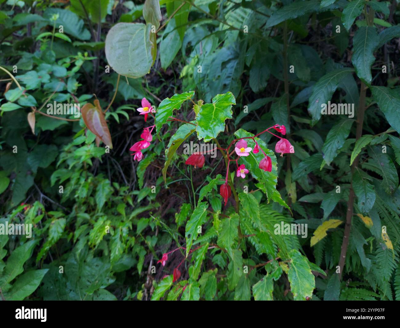 metal-leaf begonia (Begonia incarnata Stock Photo - Alamy