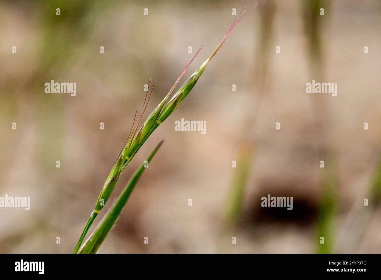 common soft brome (Bromus hordeaceus Stock Photo - Alamy