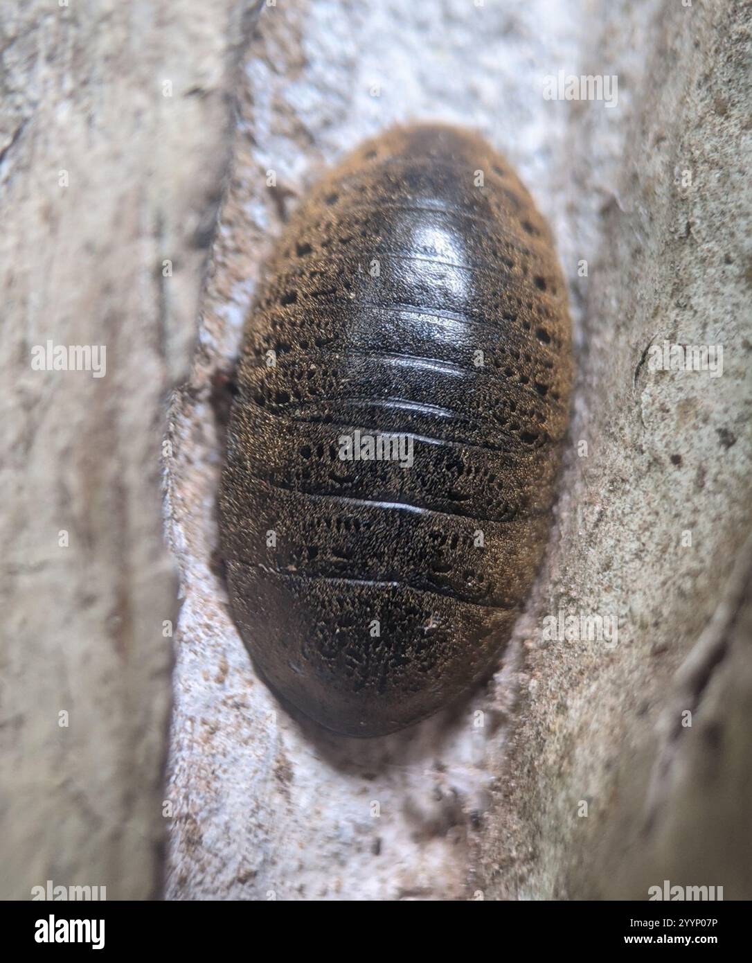 Giant Cockroaches (Blaberidae Stock Photo - Alamy