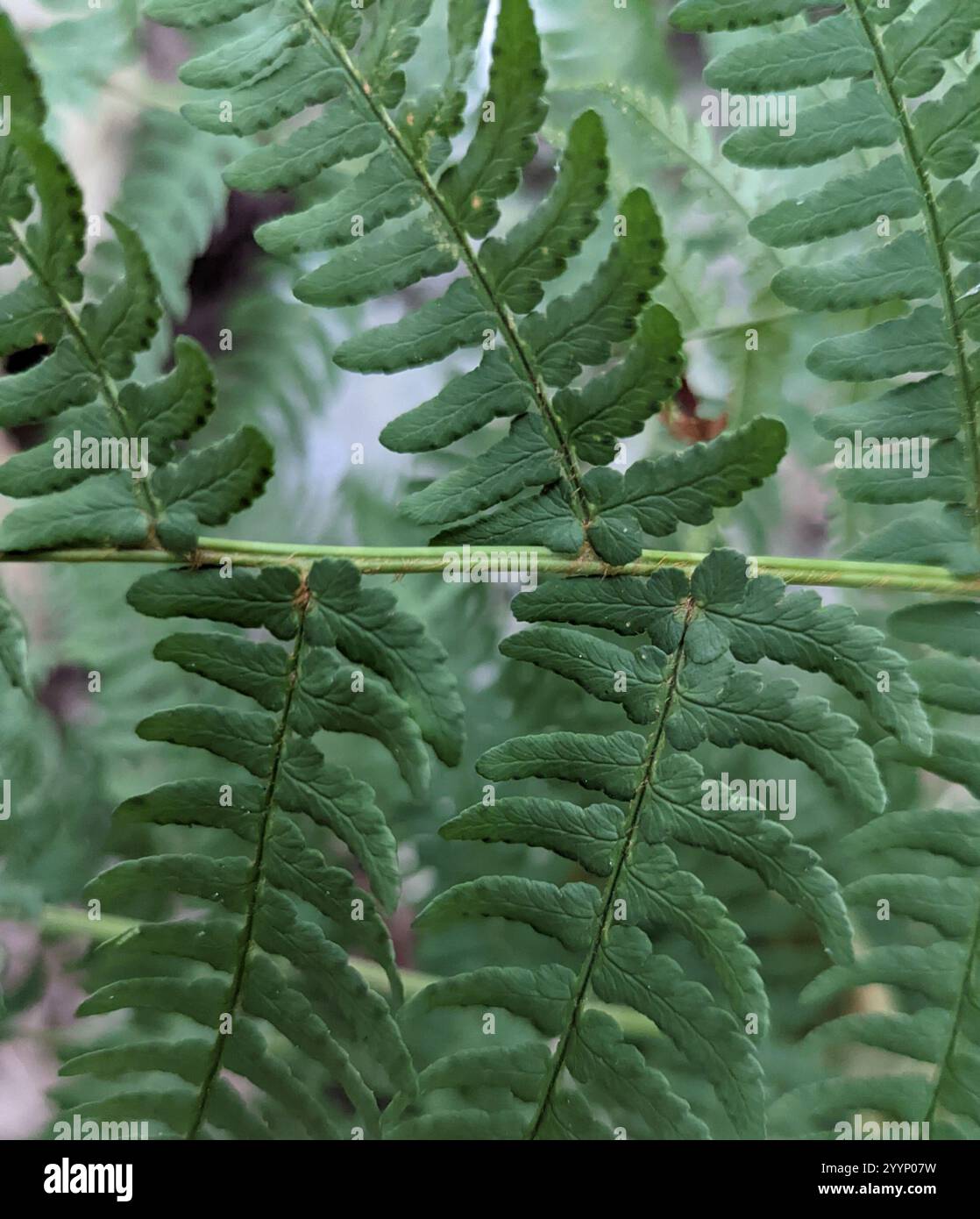 marginal wood fern (Dryopteris marginalis Stock Photo - Alamy