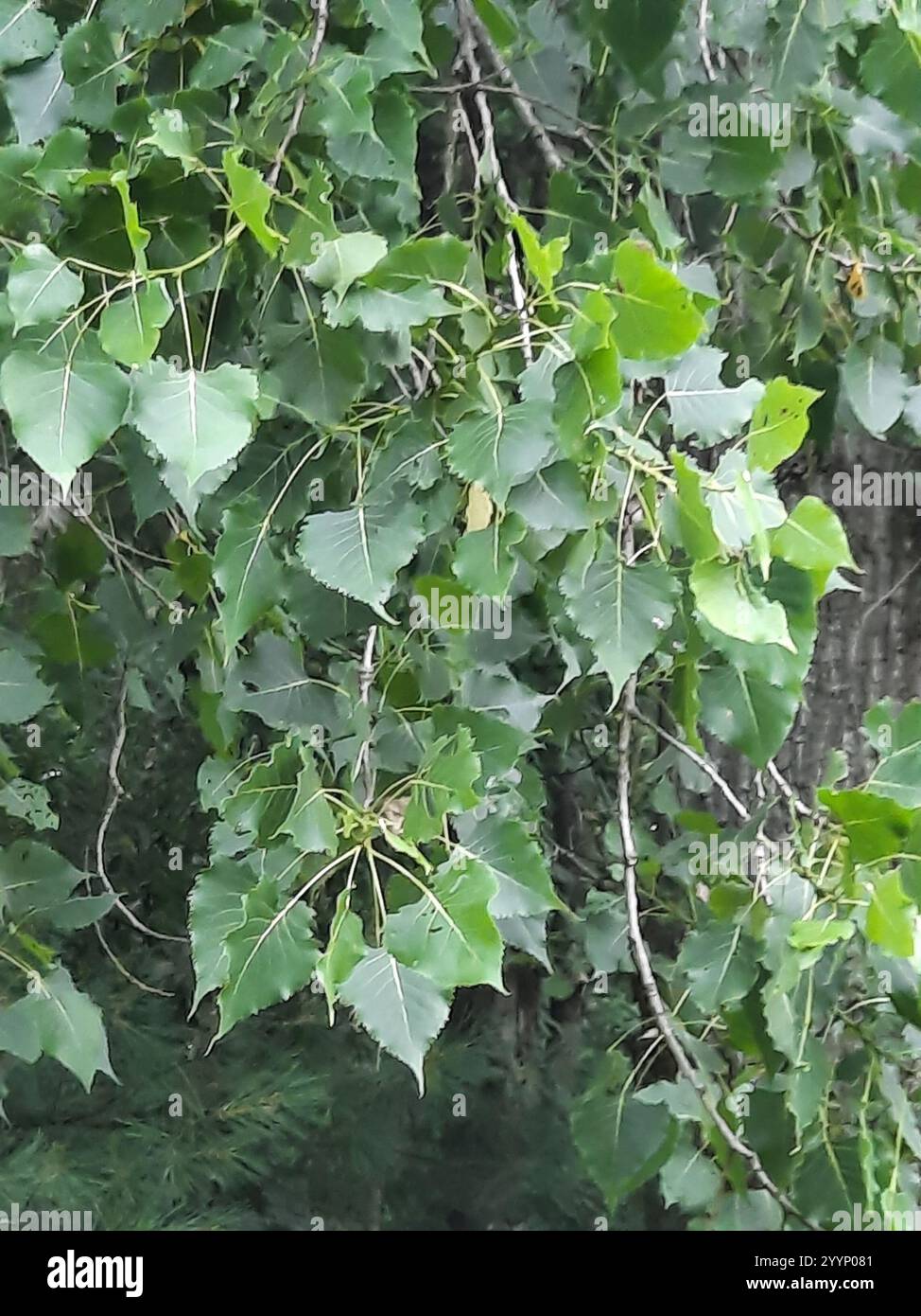 Eastern Cottonwood (Populus deltoides Stock Photo - Alamy