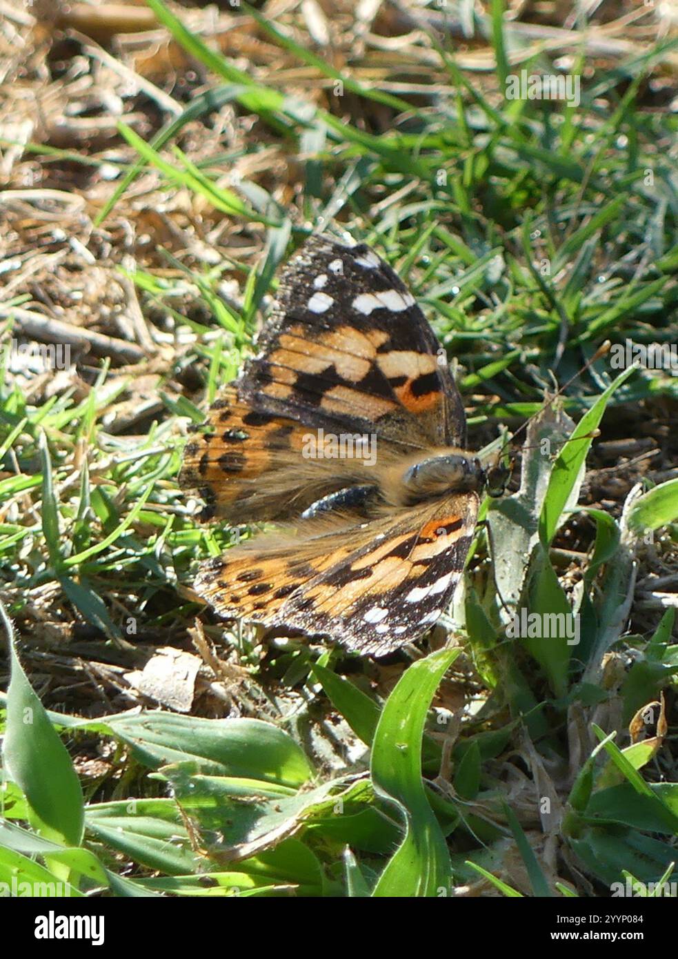 Painted Lady (Vanessa cardui Stock Photo - Alamy