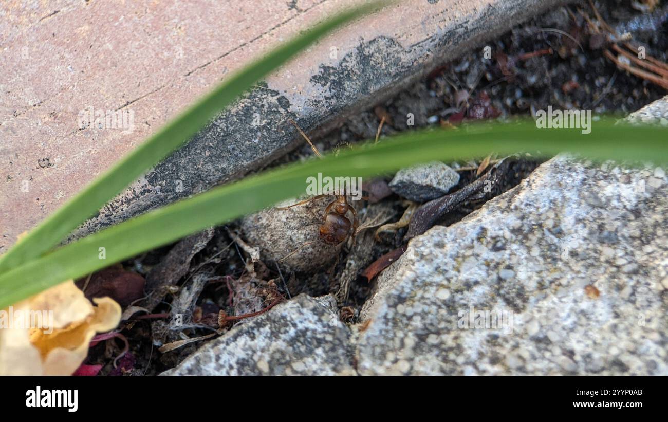 Messor structor hi-res stock photography and images - Alamy