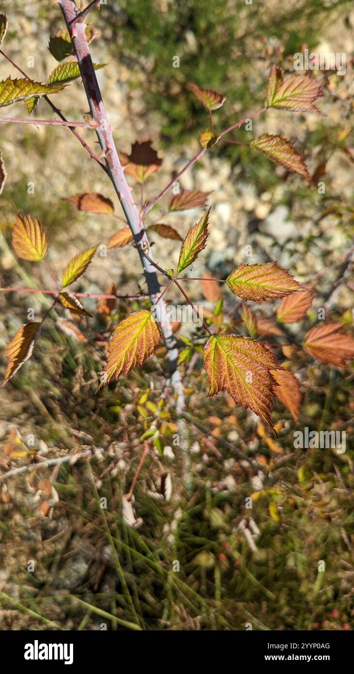 whitebark raspberry (Rubus leucodermis Stock Photo - Alamy