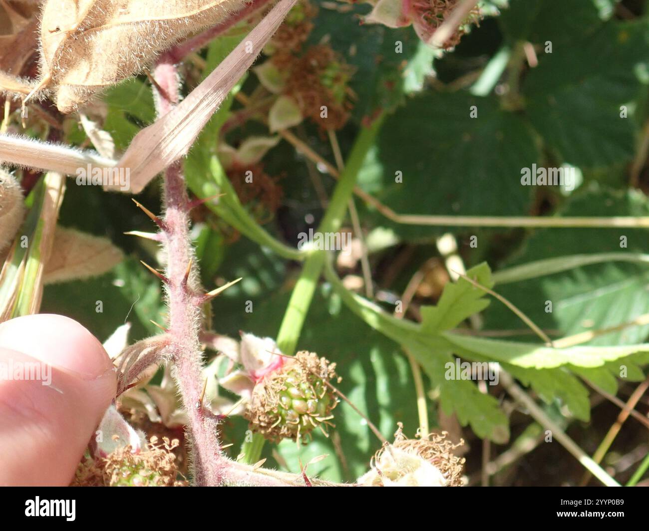 Common vervain (Verbena officinalis Stock Photo - Alamy