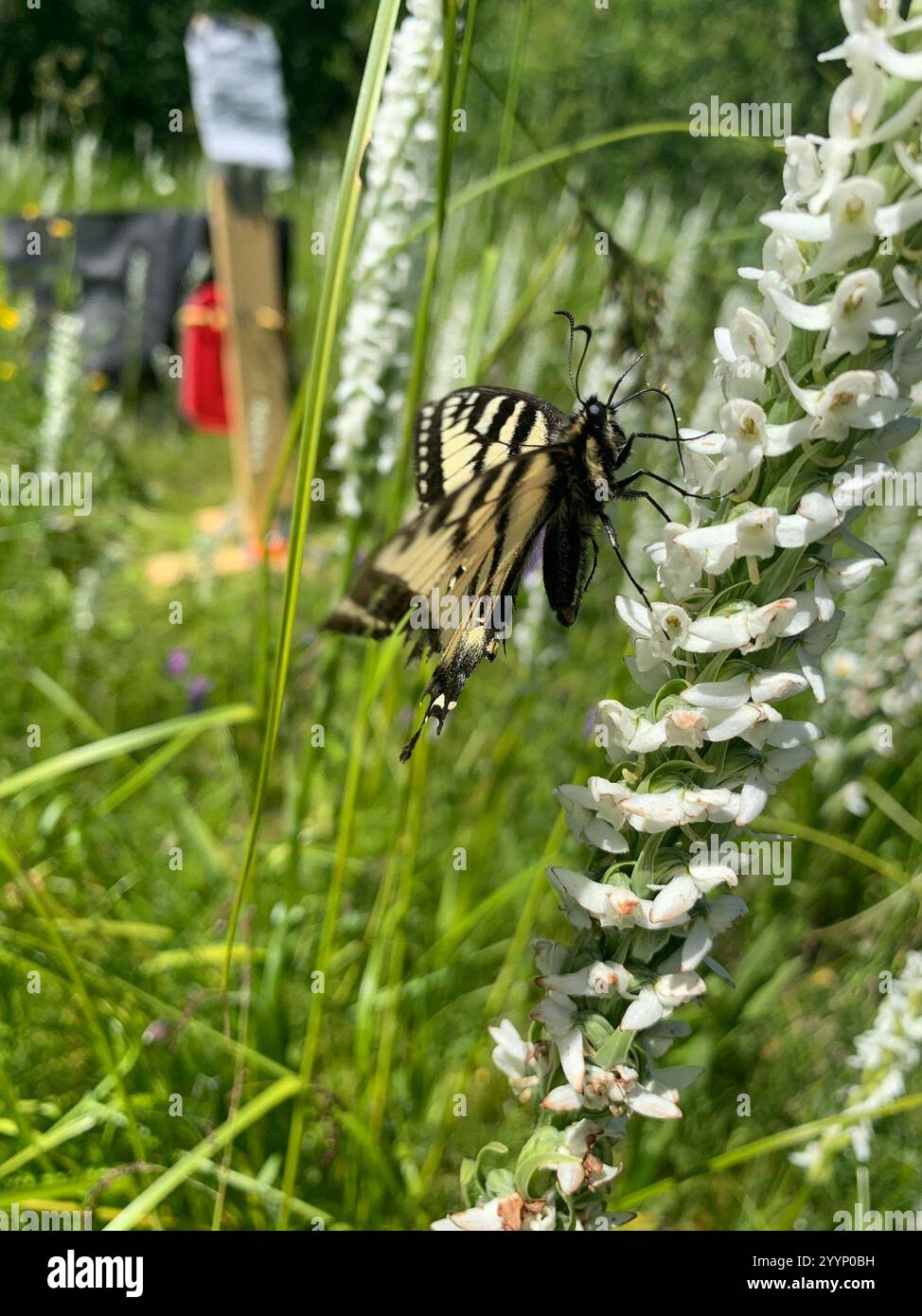 Canadian Tiger Swallowtail (Papilio canadensis Stock Photo - Alamy