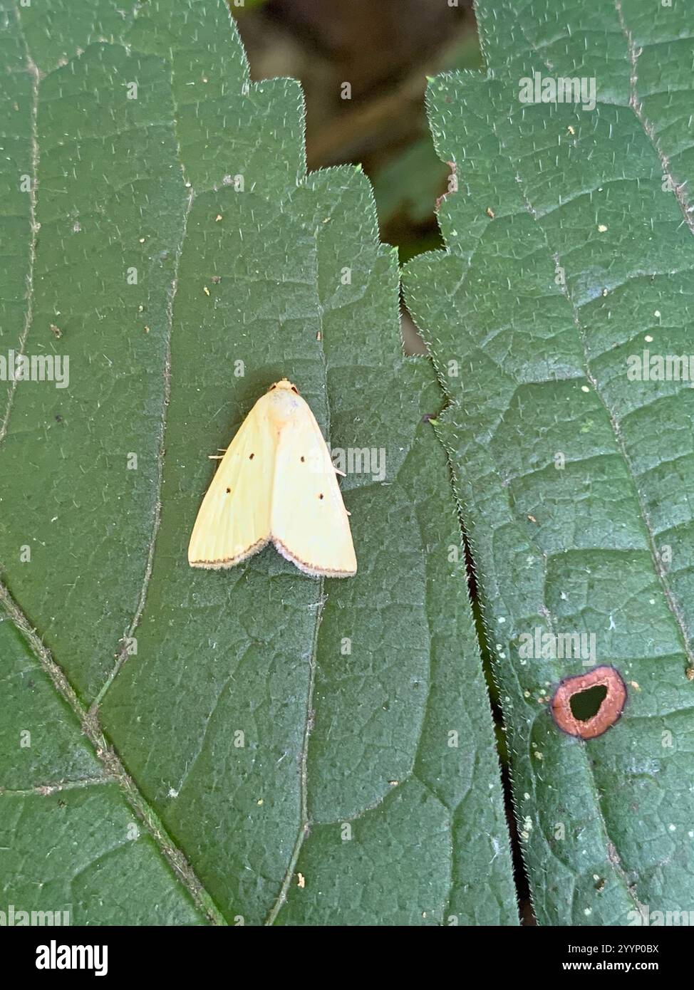 Marimatha hi-res stock photography and images - Alamy