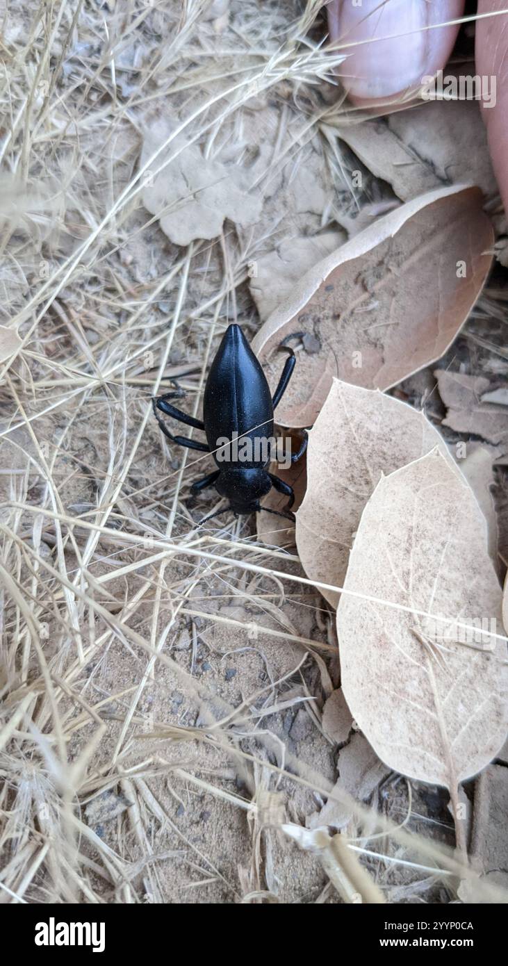 Eleodes acuticauda hi-res stock photography and images - Alamy