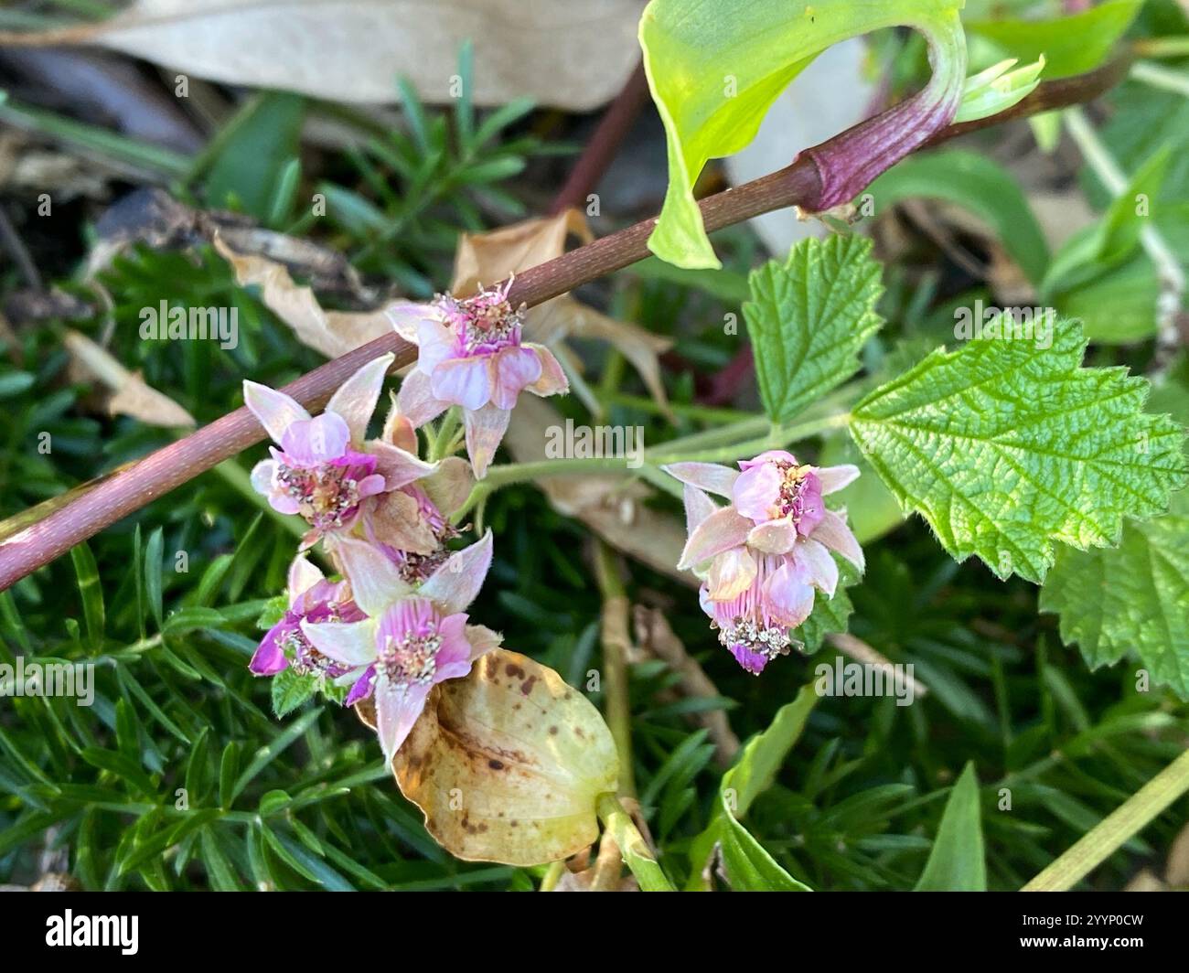 Rubus parvifolius hi-res stock photography and images - Alamy