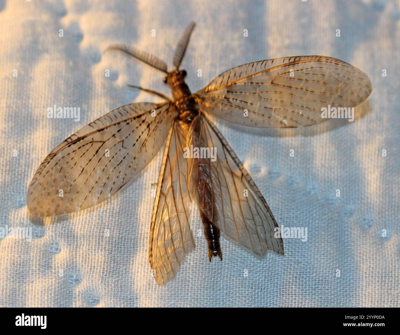 Summer Fishfly (Chauliodes pectinicornis Stock Photo - Alamy