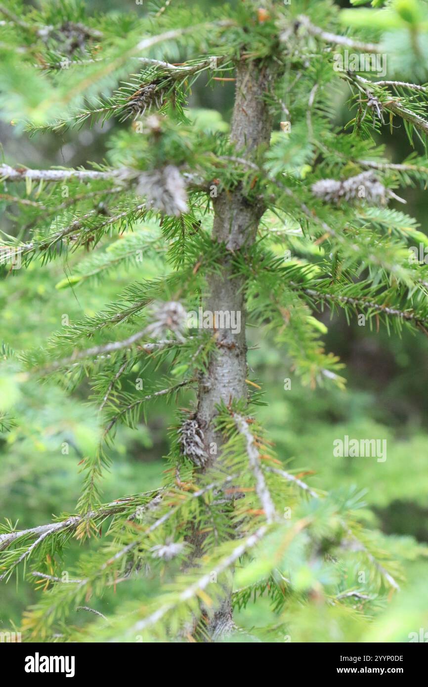 Engelmann spruce (Picea engelmannii Stock Photo - Alamy