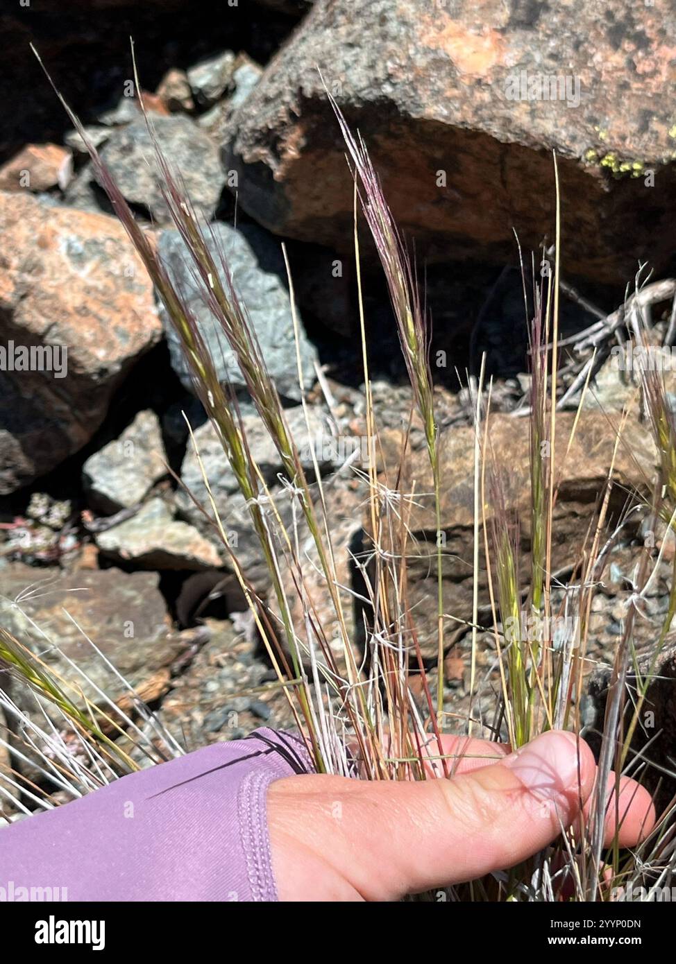 Wild Ryes and Wheatgrasses (Elymus Stock Photo - Alamy
