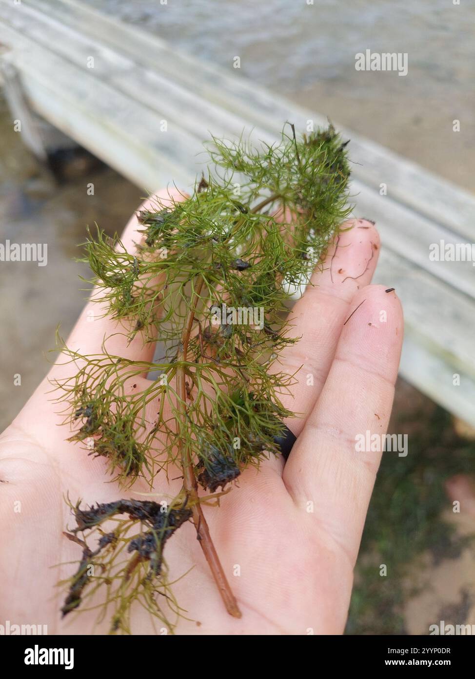 Water Marigold (Bidens beckii Stock Photo - Alamy