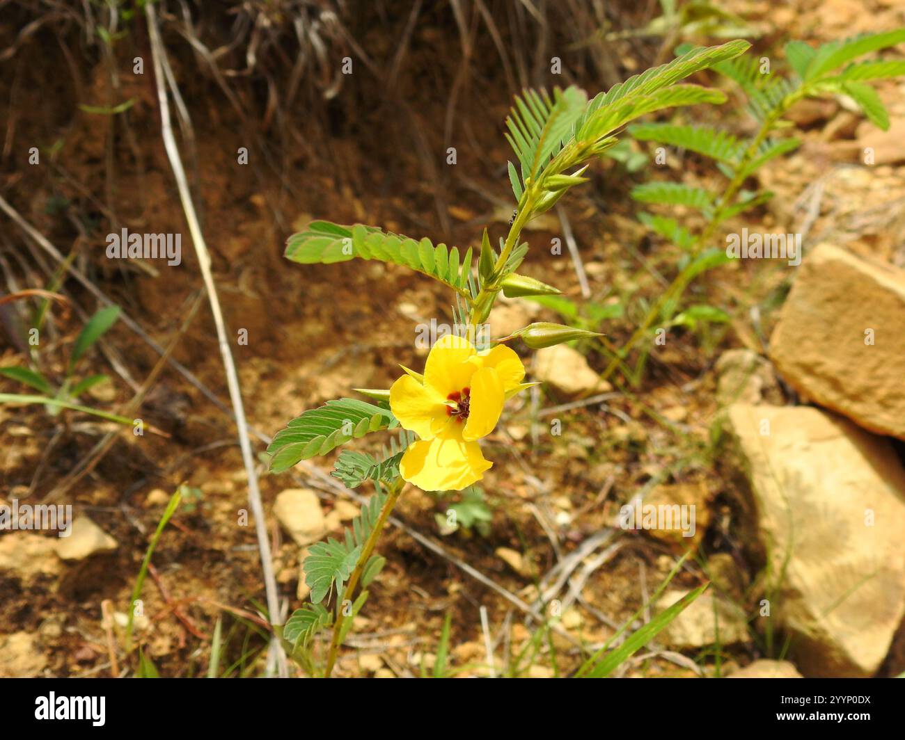 partridge pea (Chamaecrista fasciculata Stock Photo - Alamy