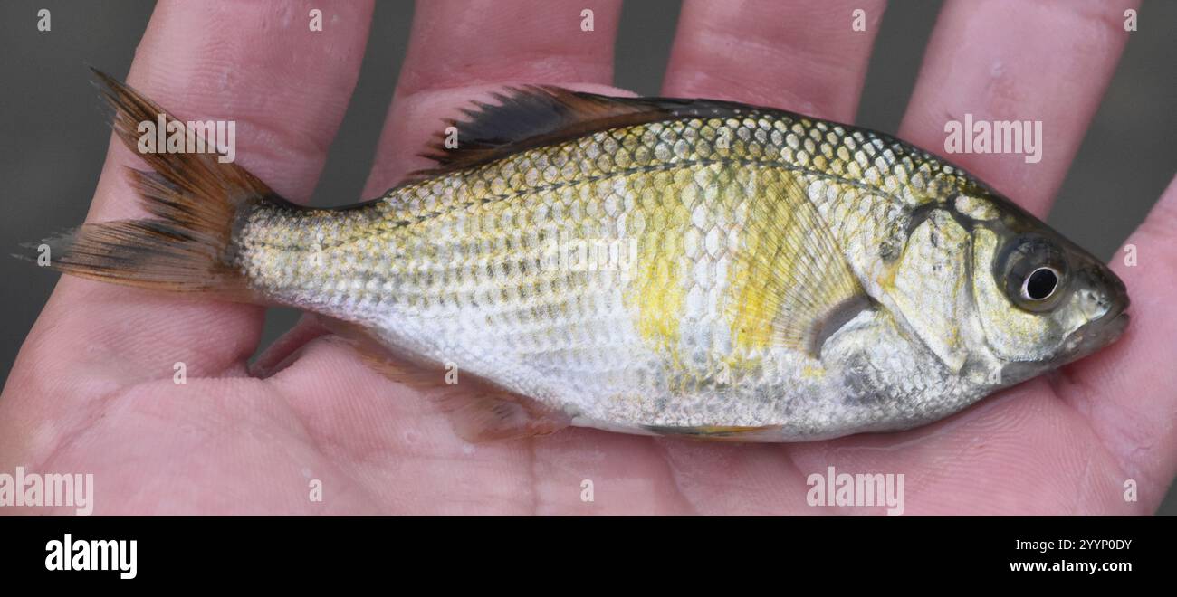 Shiner Surfperch (Cymatogaster aggregata Stock Photo - Alamy