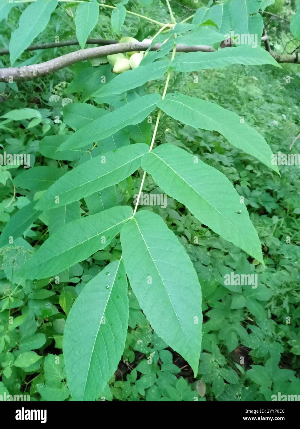 Manchurian walnut (Juglans mandshurica Stock Photo - Alamy
