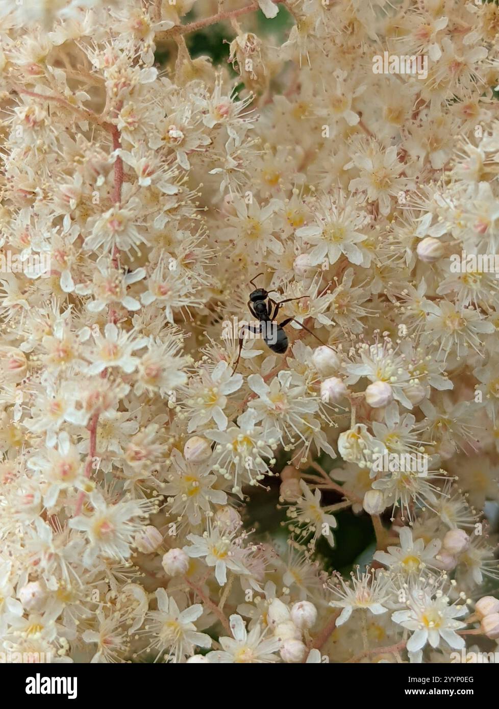 fusca-group Field Ants and Allies (Formica fusca Stock Photo - Alamy