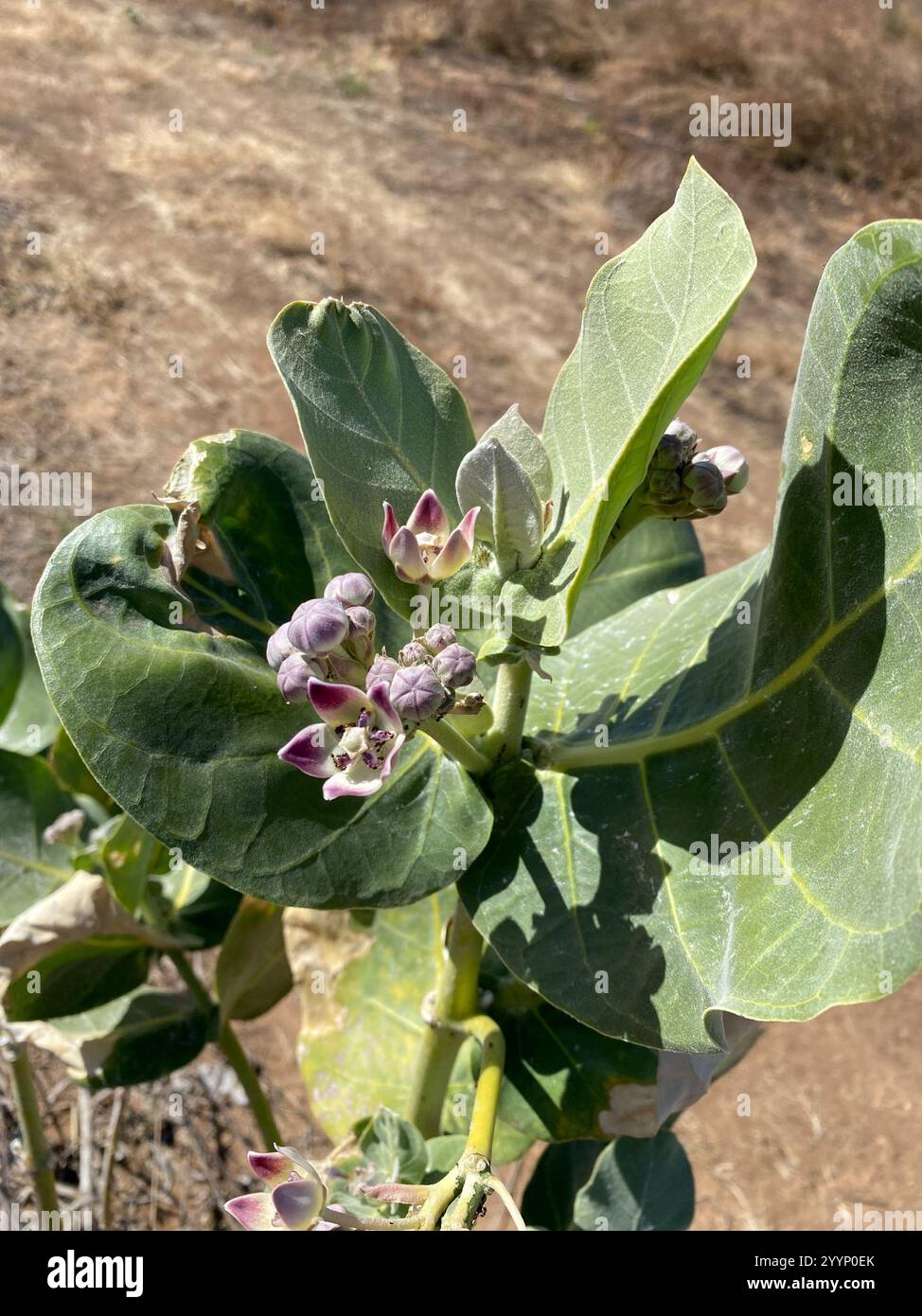 giant milkweed (Calotropis procera Stock Photo - Alamy
