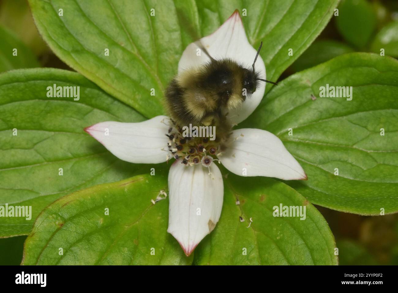 Sitka Bumble Bee (Bombus sitkensis Stock Photo - Alamy