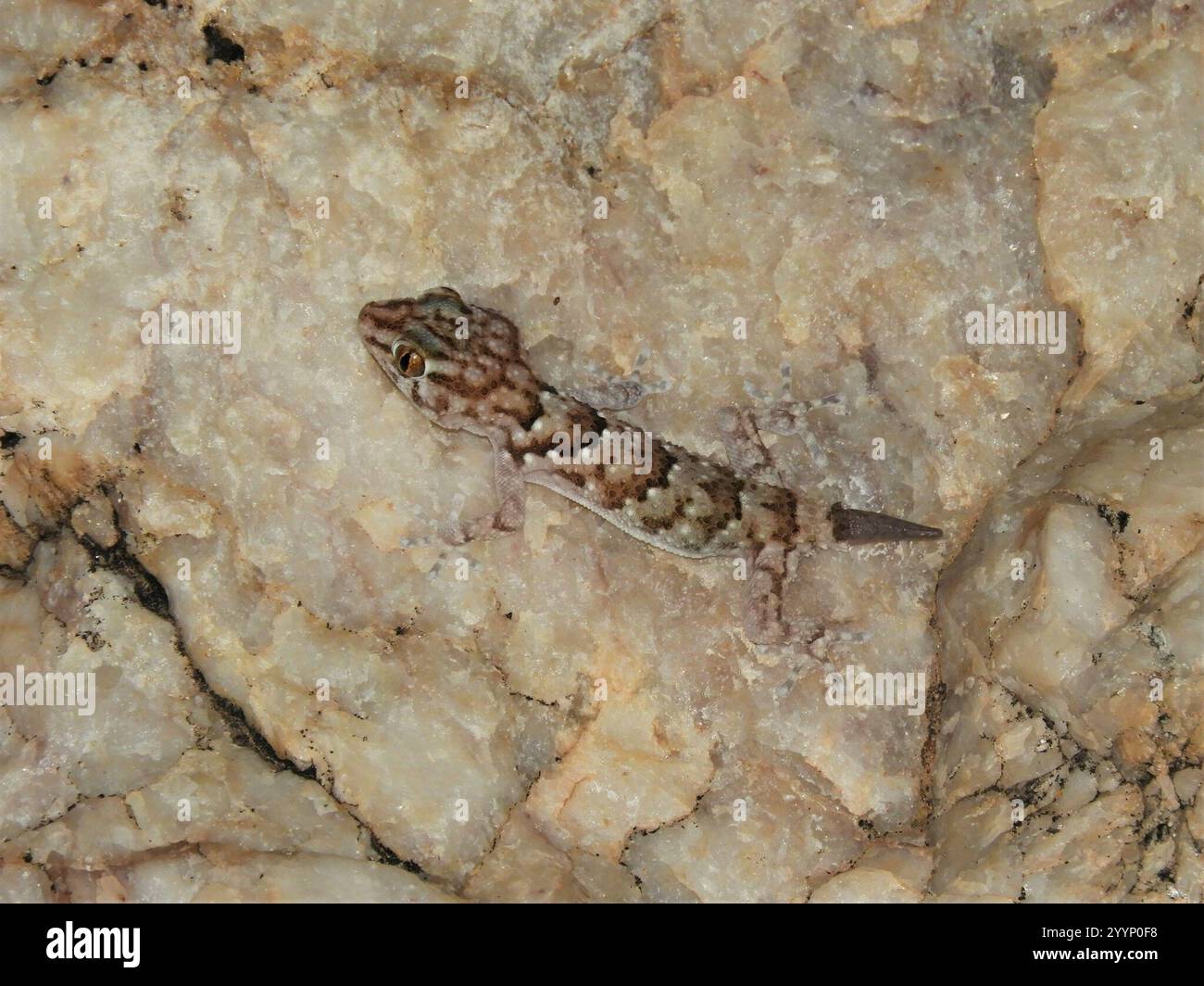 Comb-toed Geckos (Chondrodactylus Stock Photo - Alamy