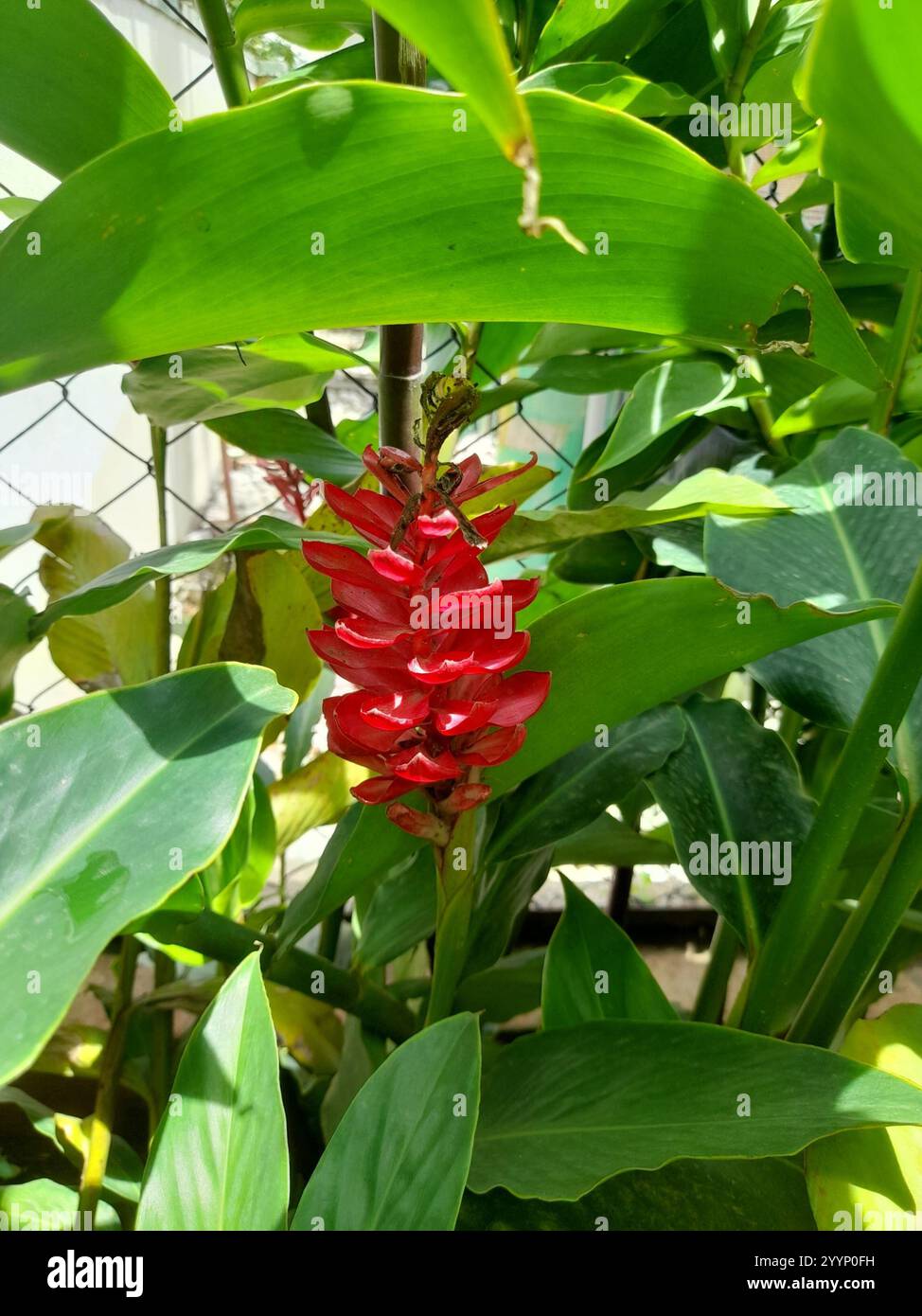 Red Ginger (Alpinia purpurata Stock Photo - Alamy