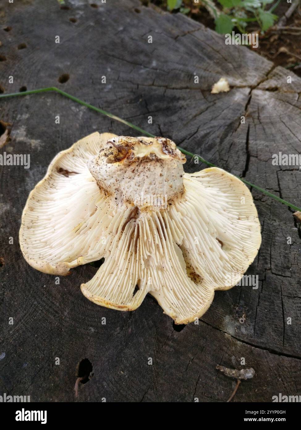 Trainwrecker (Neolentinus lepideus Stock Photo - Alamy