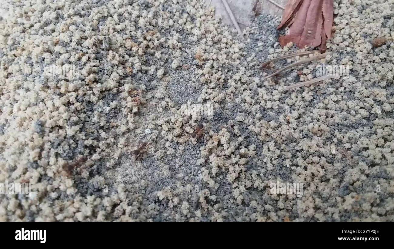 Northern Fungus-farming Ant (Trachymyrmex septentrionalis Stock Photo ...