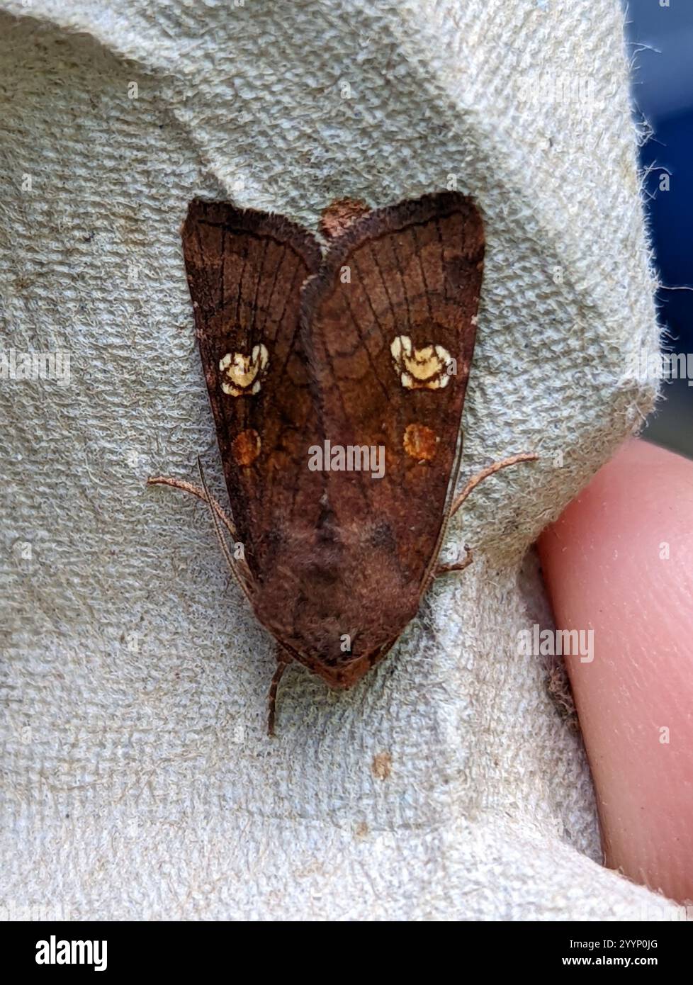 Ear Moth (Amphipoea oculea Stock Photo - Alamy