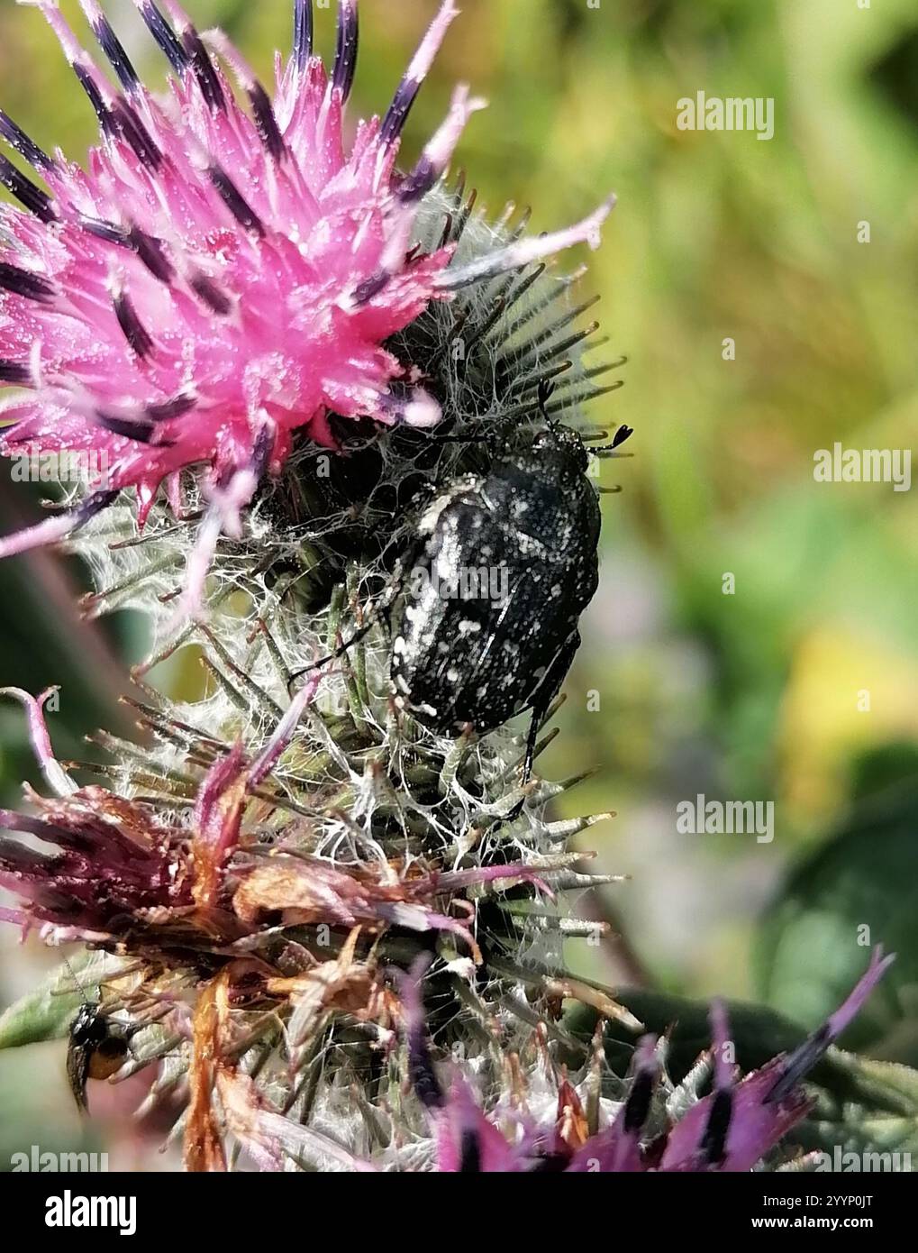 Mediterranean Spotted Chafer (Oxythyrea funesta Stock Photo - Alamy