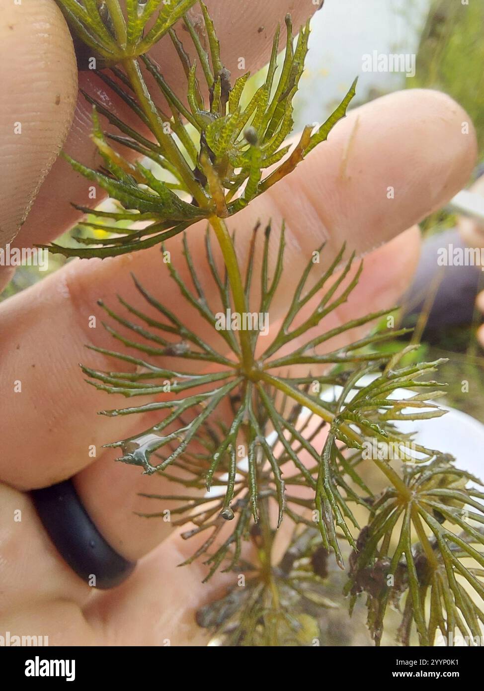 coontail (Ceratophyllum demersum Stock Photo - Alamy