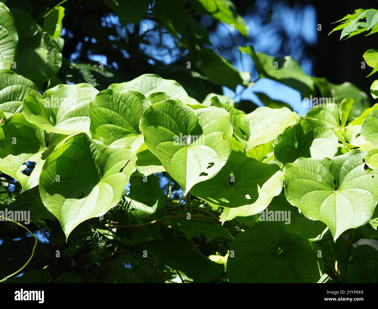 air potato (Dioscorea bulbifera Stock Photo - Alamy