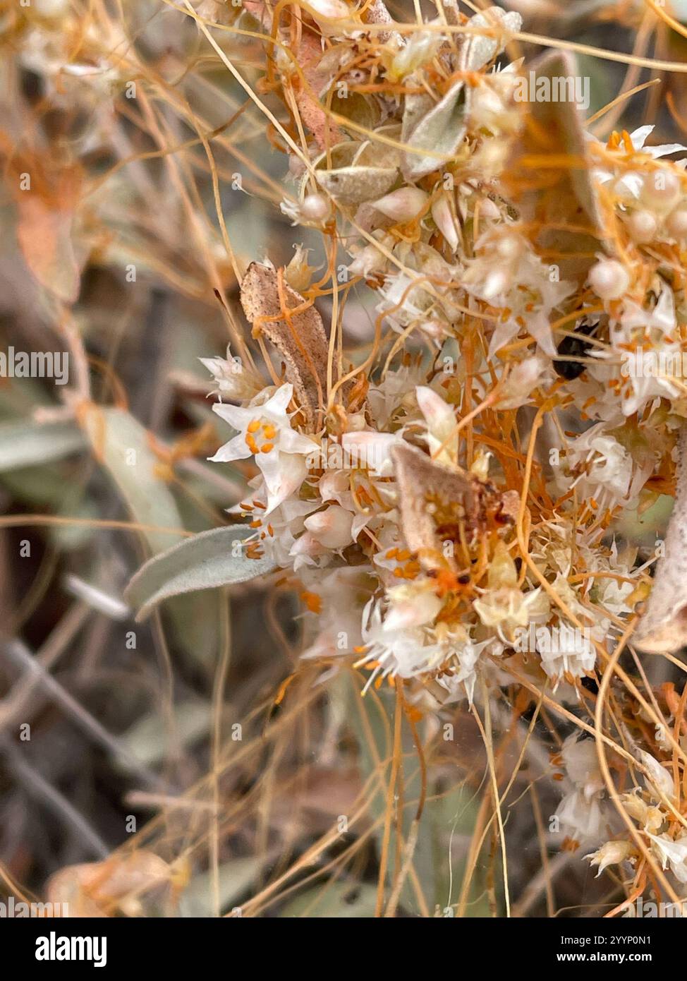 California dodder hi-res stock photography and images - Alamy