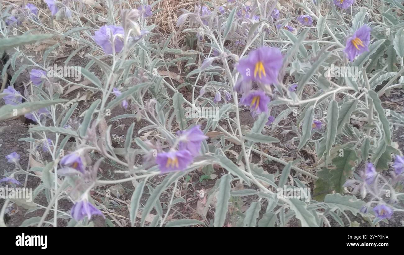silverleaf nightshade (Solanum elaeagnifolium Stock Photo - Alamy