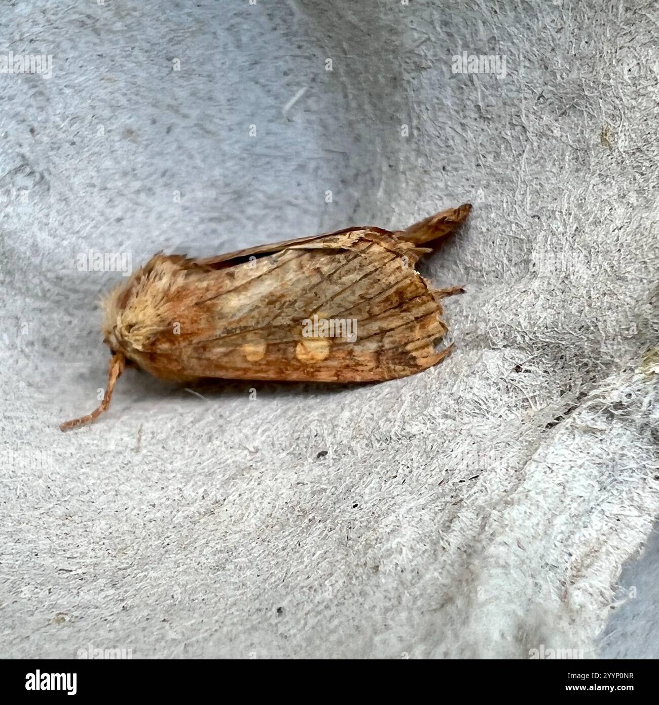 Ear Moths (Amphipoea Stock Photo - Alamy