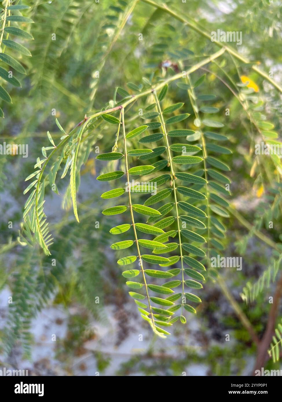 Rattlebush (Sesbania drummondii Stock Photo - Alamy