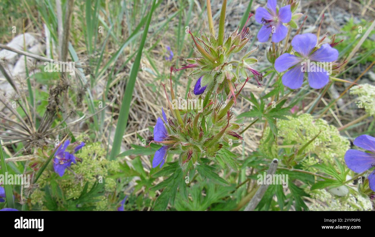 woolly cranesbill (Geranium erianthum Stock Photo - Alamy