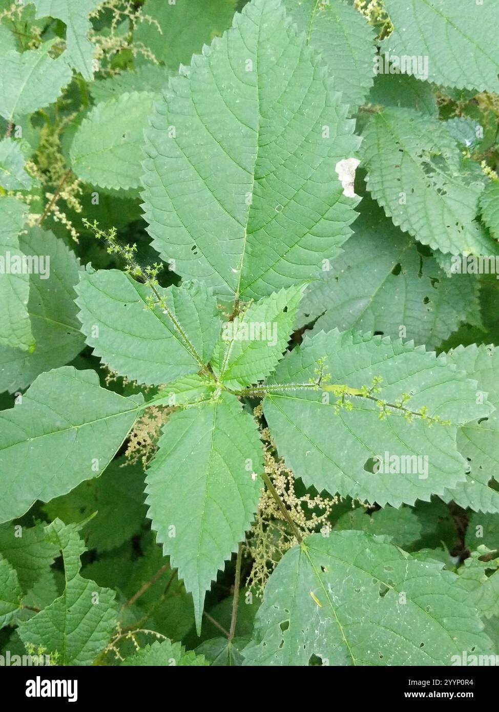 wood nettle (Laportea canadensis Stock Photo - Alamy