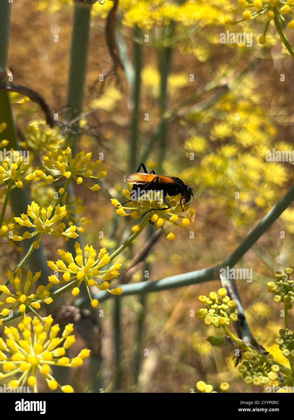 Thisbe's Tarantula-hawk Wasp (Pepsis thisbe Stock Photo - Alamy