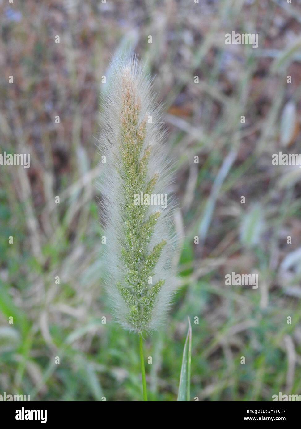 Polypogon monspeliensis hi-res stock photography and images - Alamy