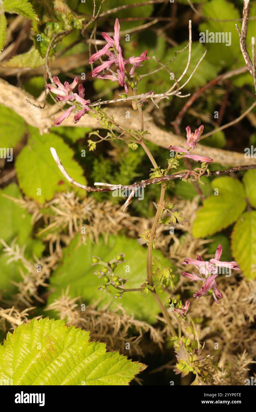 common ramping-fumitory (Fumaria muralis Stock Photo - Alamy